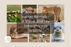 Iranian Animals - A Visual Journey Through Iran’s Wildlife