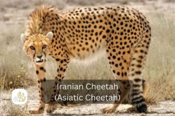 Iranian Animals - A Visual Journey Through Iran’s Wildlife