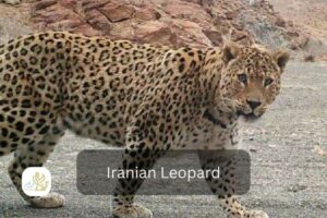 Iranian Animals - A Visual Journey Through Iran’s Wildlife