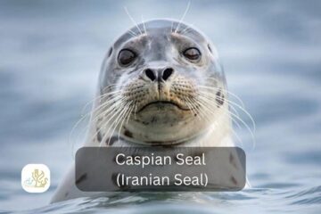 Iranian Animals - A Visual Journey Through Iran’s Wildlife